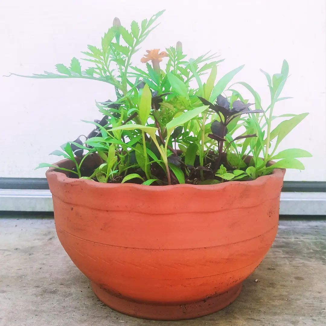 Presumpscot Pottery | True Blue Island